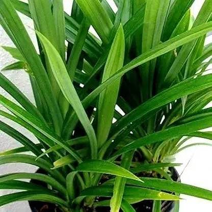 LifeShowMe Pandanus Plant Price in India - Buy LifeShowMe Pandanus ...
