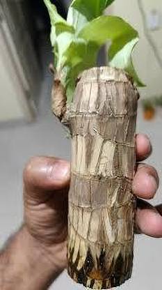 ZOOMGREEN Lucky Bamboo Straight Stick Price in India - Buy ZOOMGREEN ...