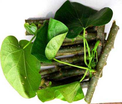 Unikpro Giloy Plant Price in India - Buy Unikpro Giloy Plant online at ...