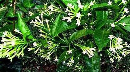 PlantsMart Night Bloom Jasmine Plant Price in India - Buy PlantsMart ...