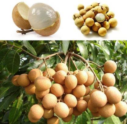 Japani Asfol Litchi Plant Price in India - Buy Japani Asfol Litchi ...