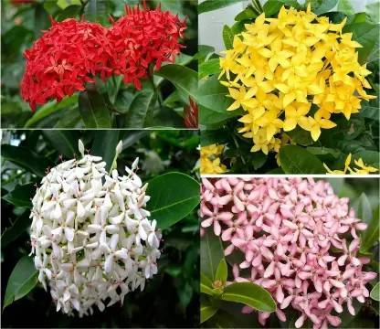 Cloud Farm Trothic Ixora/Chethi Plant Price in India - Buy Cloud Farm ...