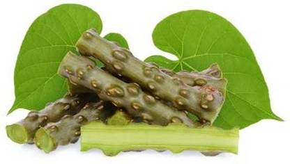 DROXTY Giloy Plant Price in India - Buy DROXTY Giloy Plant online at ...