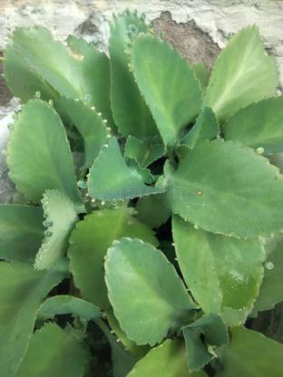 the green dotcom Bryophyllum Pinnatum/Patharchatta Plant Price in India - Buy the green dotcom ...