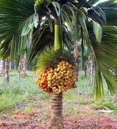 Megha Fish Farming Betel Nut/Supari Plant Price in India - Buy Megha ...