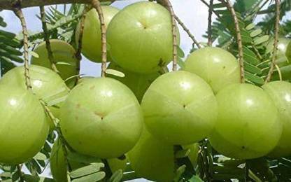 Green view Amla Plant Price in India - Buy Green view Amla Plant online ...