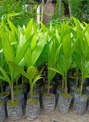 Platone Betel Nut/Supari Plant Price in India - Buy Platone Betel Nut ...