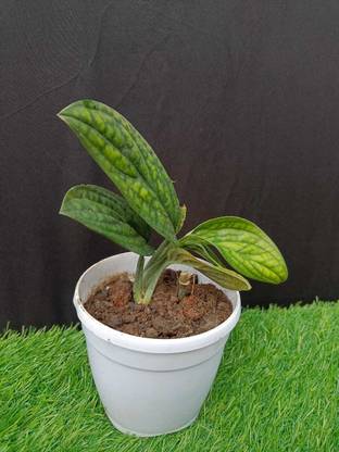 Hari Potter Monstera Mini Price in India - Buy Hari Potter Monstera ...