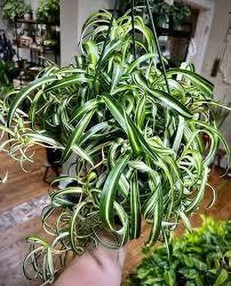ALOCHUZ Spider Plant Price in India - Buy ALOCHUZ Spider Plant online ...