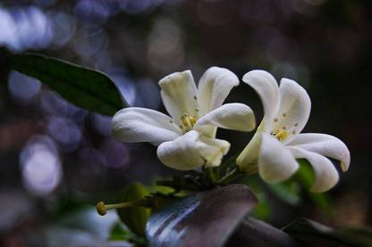 Cloud Farm Madhu Kamini Plant Price in India - Buy Cloud Farm Madhu ...