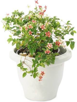 Greenery Nursery Madhumalti/Rangoon Creeper Price in India - Buy ...