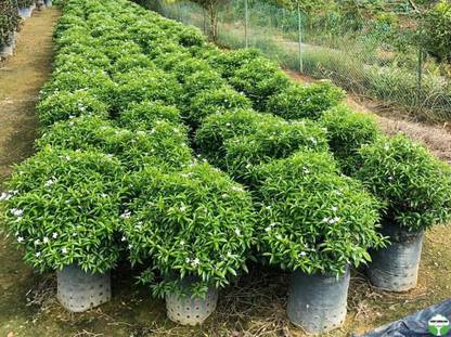 SRIJAPLANT Jasmine Plant Price in India - Buy SRIJAPLANT Jasmine Plant ...