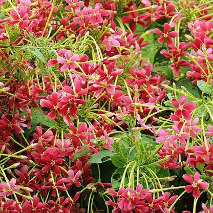 Greenery Nursery Madhumalti/Rangoon Creeper Price in India - Buy ...