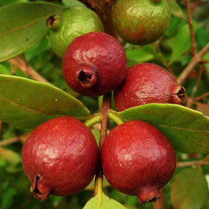 Cloud Farm Guava Plant Price in India - Buy Cloud Farm Guava Plant ...