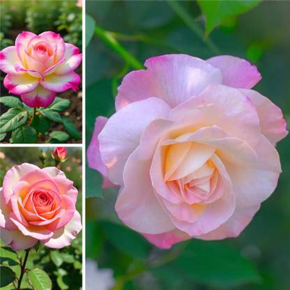 BloomShadow Rose Plant Price in India - Buy BloomShadow Rose Plant ...