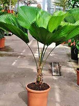 Kapebonavista Ruffled Fan Palm Plant Price in India - Buy Kapebonavista ...
