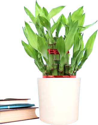 Nursery Hub Two Layer Bamboo Plant Price in India - Buy Nursery Hub Two ...
