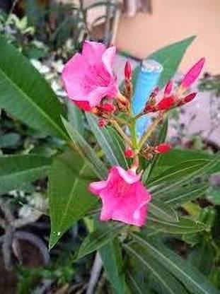 MiracleGarden Oleander Plant Price in India - Buy MiracleGarden ...
