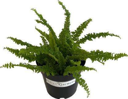 indian gardens Fern Plant Price in India - Buy indian gardens Fern ...