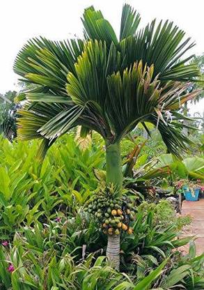 KUMUBON TRADES Betel Nut/Supari Plant Price in India - Buy KUMUBON ...