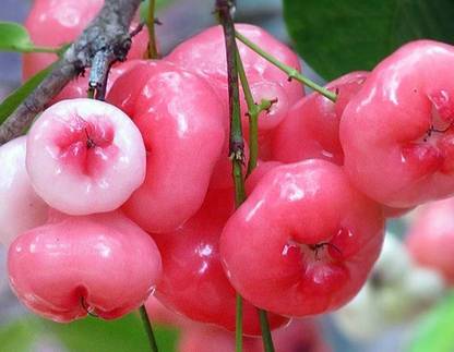 Ayushgreenplant Jamun Plant Price in India - Buy Ayushgreenplant Jamun ...