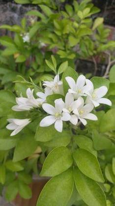 MAITRA AND SONS Madhu Kamini Plant Price in India - Buy MAITRA AND SONS ...