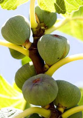 EliteGreen Gular/Cluster Fig Plant Price in India - Buy EliteGreen ...