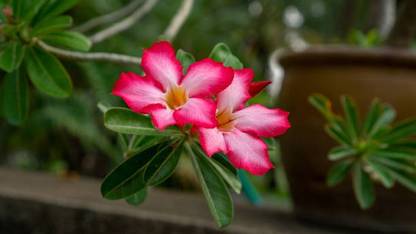 Fulmala Nursery Adenium Plant Price in India - Buy Fulmala Nursery ...