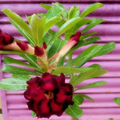 ADENIUM GRAFTED Adenium Plant Price in India - Buy ADENIUM GRAFTED ...