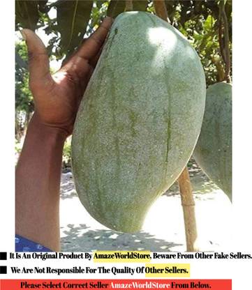 Nurjahan Hybrid Mango Plant Price in India - Buy Nurjahan Hybrid Mango ...