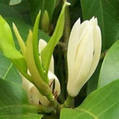 Bappa Mart Golden Champa Plant Price in India - Buy Bappa Mart Golden ...