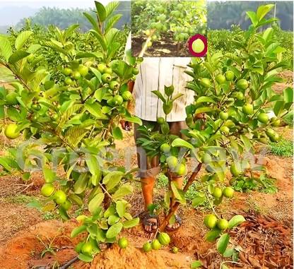 Green view Guava Plant Price in India - Buy Green view Guava Plant ...