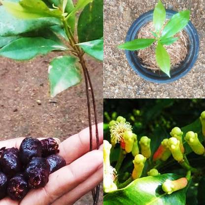 Gardeners Choice Clove Plant Price in India - Buy Gardeners Choice ...