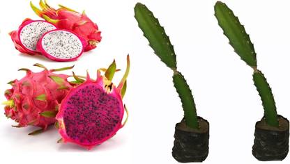 HALDER Dragon Tree Price in India - Buy HALDER Dragon Tree online at ...