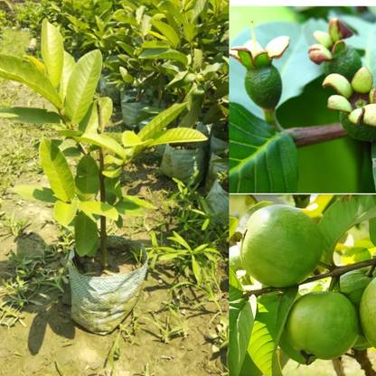 Cloud Farm Guava Plant Price in India - Buy Cloud Farm Guava Plant ...