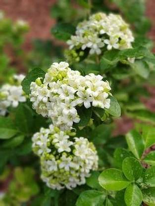 MAITRA AND SONS Madhu Kamini Plant Price in India - Buy MAITRA AND SONS ...