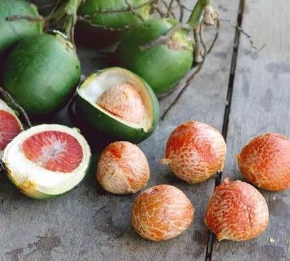 Bonobithi Betel Nut/Supari Plant Price in India - Buy Bonobithi Betel ...