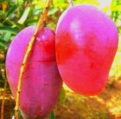 Linaa Mango Plant Price in India - Buy Linaa Mango Plant online at ...