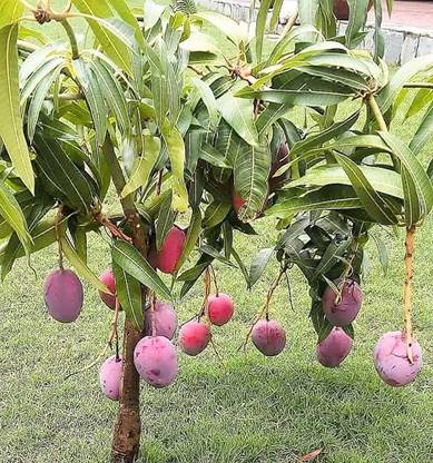 Japanese Miyajaki Mango Plant Price in India - Buy Japanese Miyajaki ...