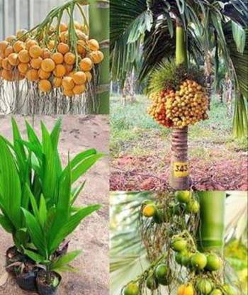 Cloud Farm Betel Nut/Supari Plant Price in India - Buy Cloud Farm Betel ...
