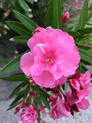 MAITRA AND SONS Oleander Plant Price in India - Buy MAITRA AND SONS ...