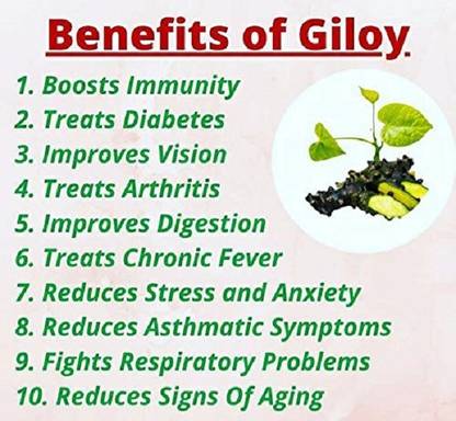 Biosnyg Giloy Plant Live AMRITA TINOSPORA CORDIFOLIA 5 Seeds Seed Price ...