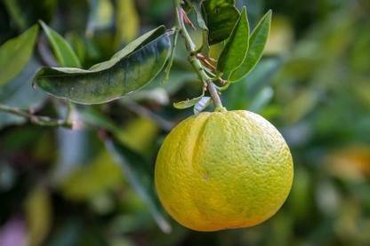 Fulmala Nursery Lemon Plant Price in India - Buy Fulmala Nursery Lemon ...