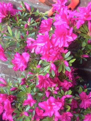 sikder store Azalea plant Price in India - Buy sikder store Azalea ...