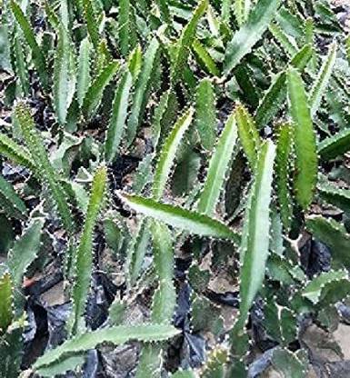 Mohomaya Dragon Tree Price in India - Buy Mohomaya Dragon Tree online ...