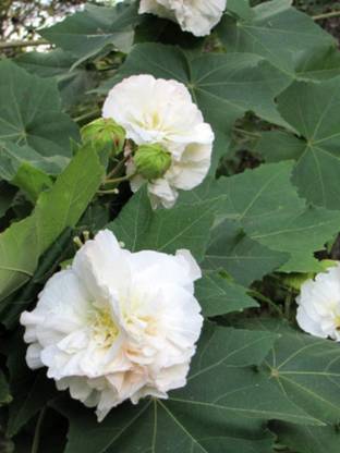 LeafLinkPlants Lotus Plant Price in India - Buy LeafLinkPlants Lotus ...