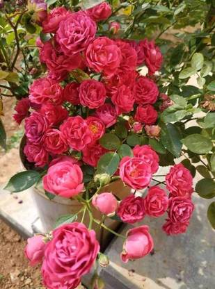 Exotic Plant Hub Hajari Rose Plant Price in India - Buy Exotic Plant ...