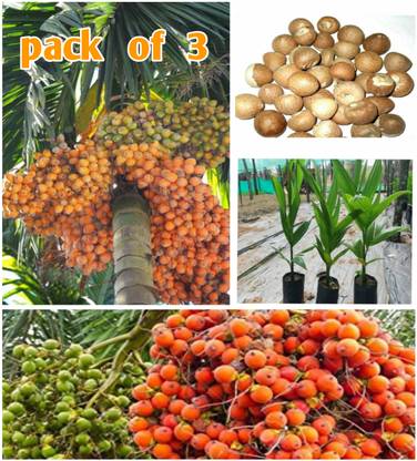 TOTALGARDEN Assam Betel Nut/Supari Plant Price in India - Buy ...