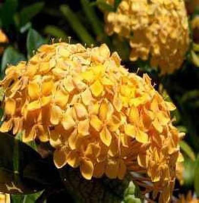GreenyOn Ixora Plant Price in India - Buy GreenyOn Ixora Plant online ...