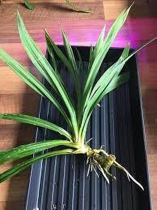 ABEFARIYA Basmati Plant Price in India - Buy ABEFARIYA Basmati Plant ...